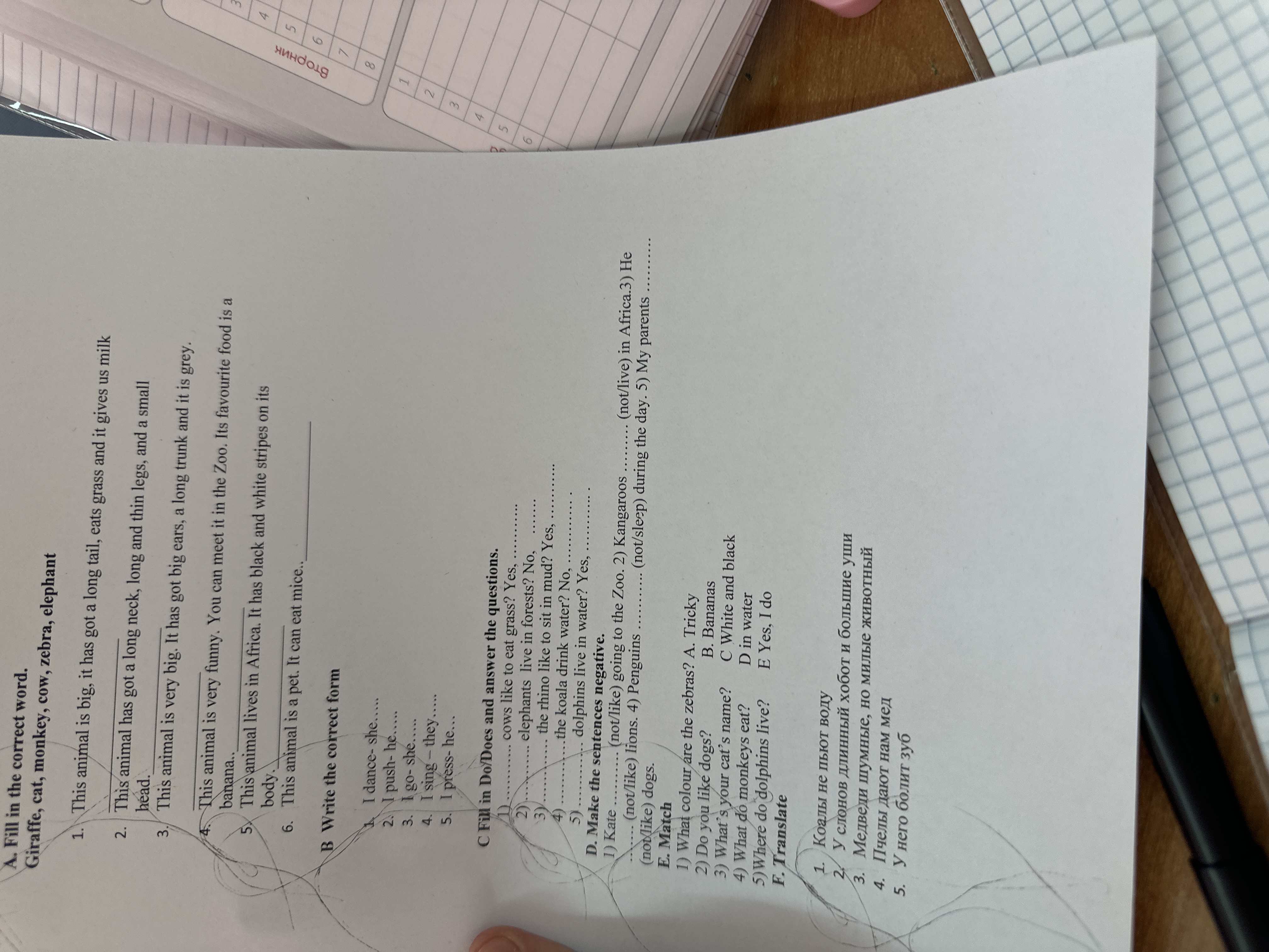 C Fill in Do/Does and answer the questions. 1) _______ cows like to eat ...